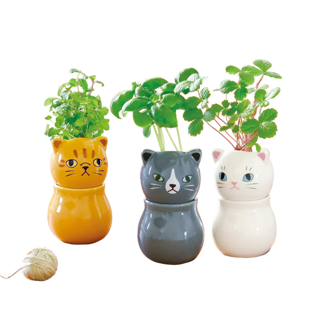 Coro Coro - White Cat Wild Strawberry