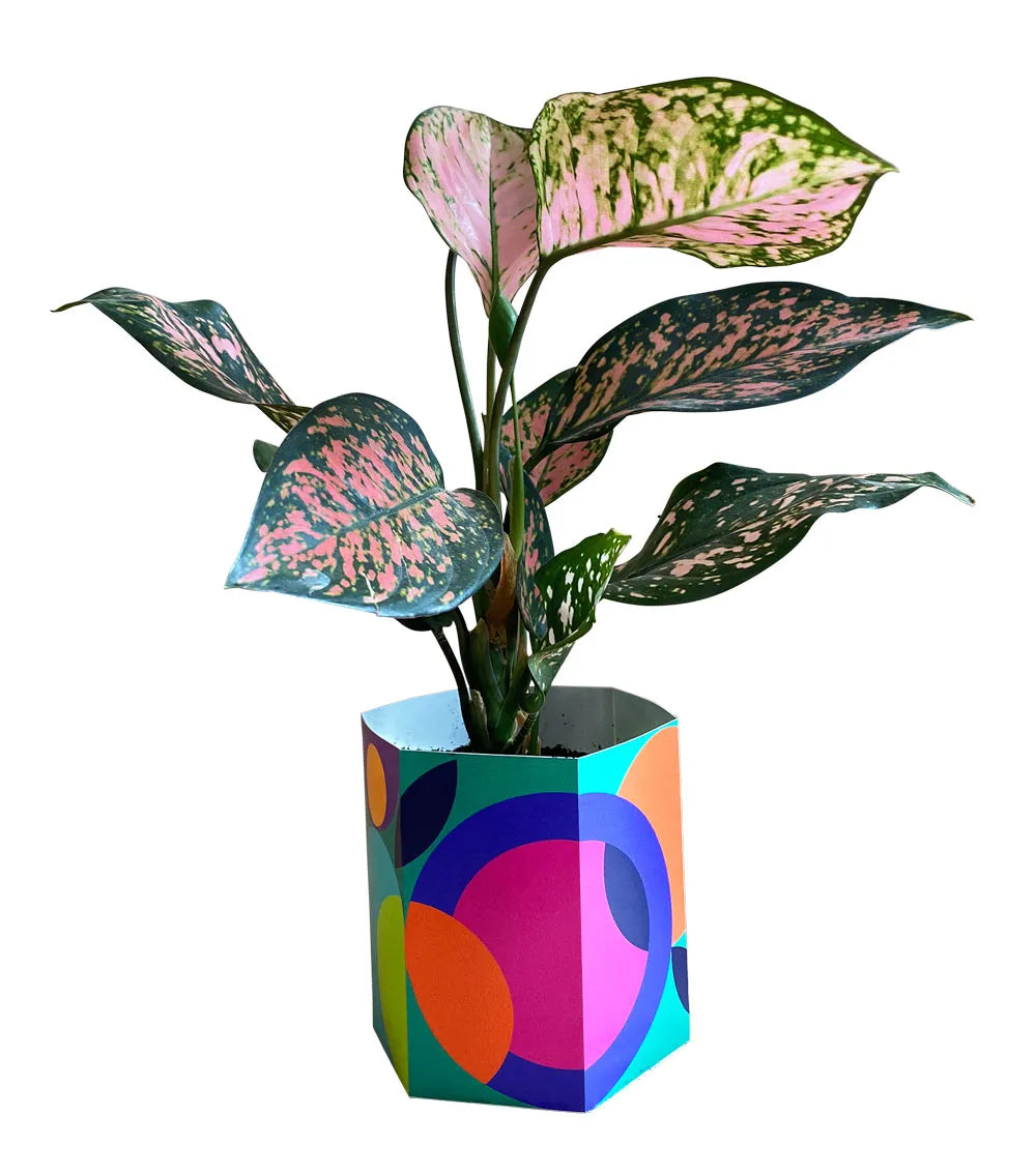 Pop Up Pot - Plant Party